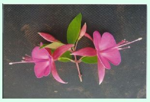 The British Fuchsia Society