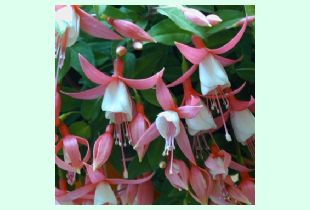 The British Fuchsia Society