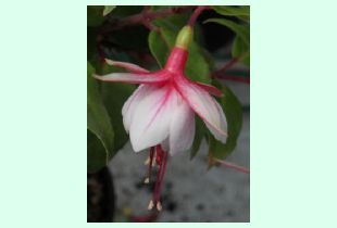 The British Fuchsia Society